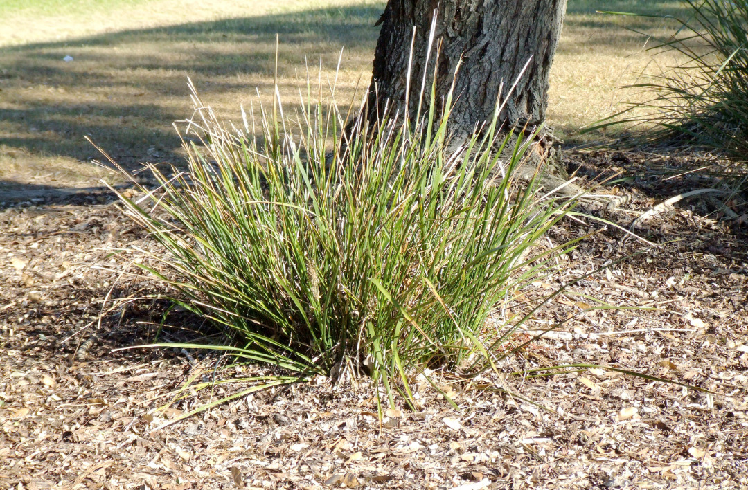 Soil Improvers - C-Wise